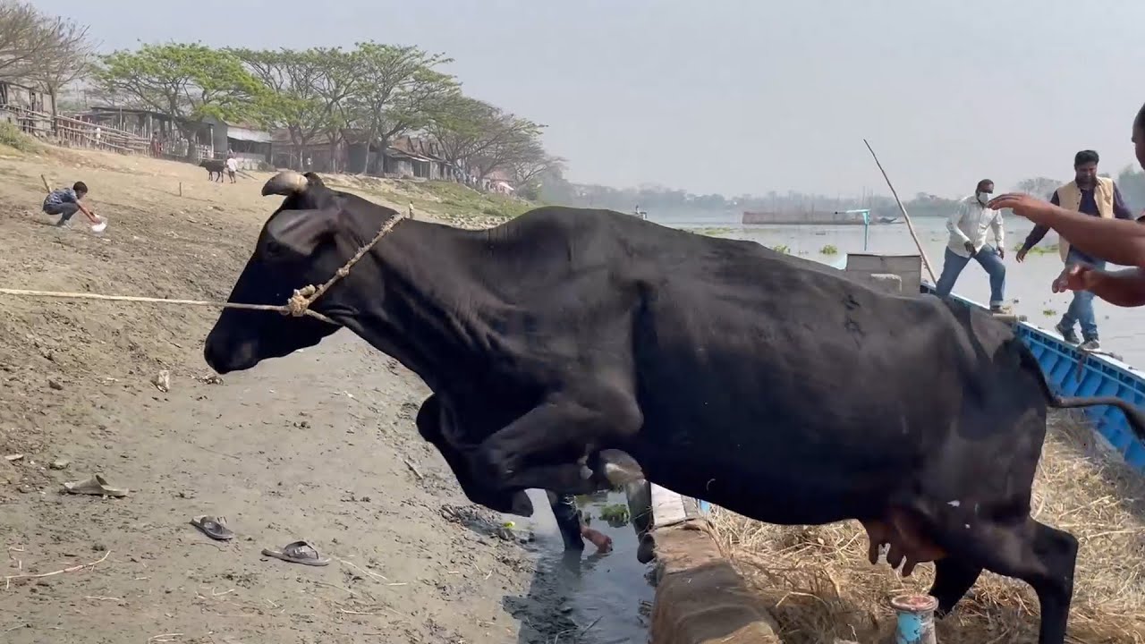Heavy Bulls Unloading, Cow unloading,very popular village cattle market ...