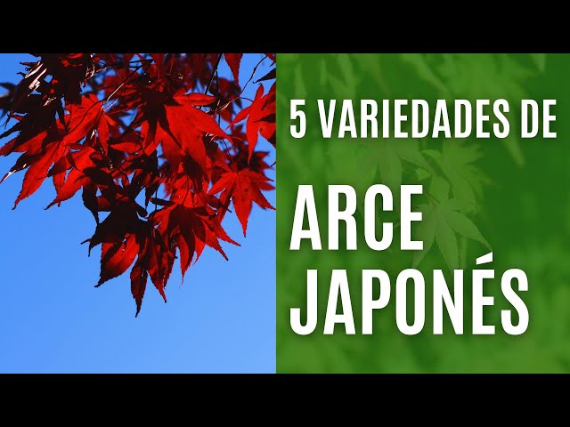 Plantas Complementarias Del Arce Japonés Arce Japonés Acer