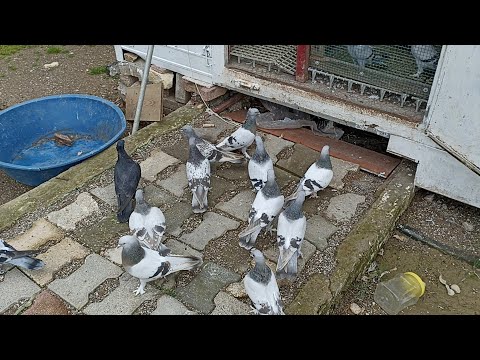 İki video bir arada iyi seyirler