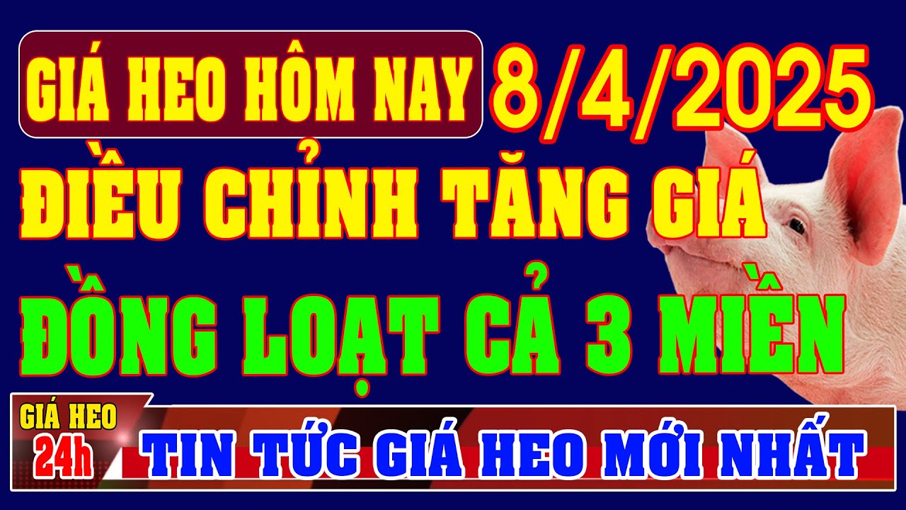 Giá heo hơi ngày 8/4/2025 - TIN VUI, ĐIỀU CHỈNH TĂNG ĐỒNG LOẠT CẢ 3 ...