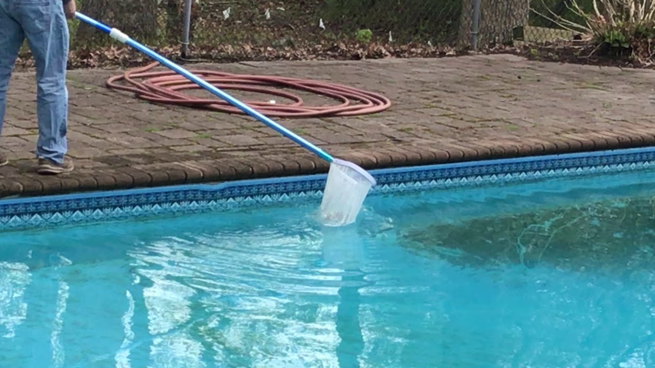 Saving a squirrel that fell in the pool and nearly drowned. - YouTube