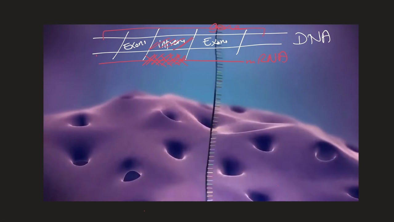 Grade 12: Protein synthesis - YouTube