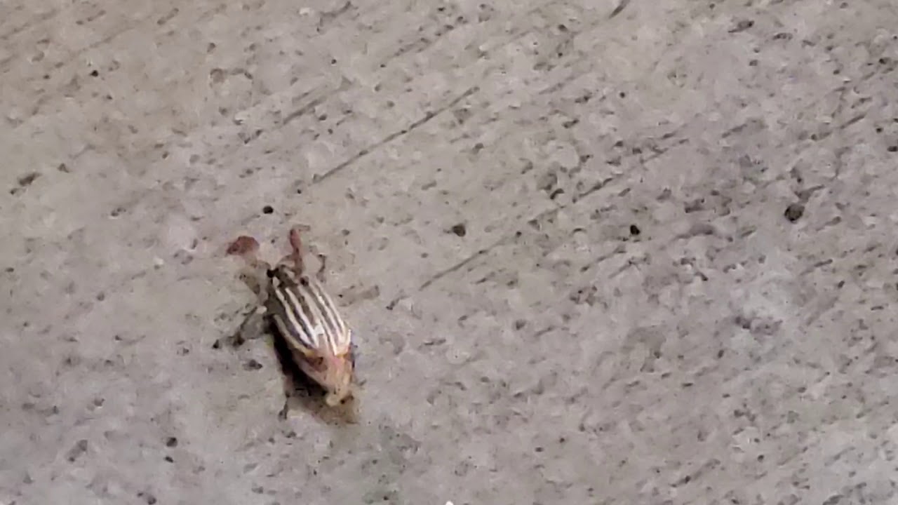 Watermelon Beetle Rolling on Back - YouTube