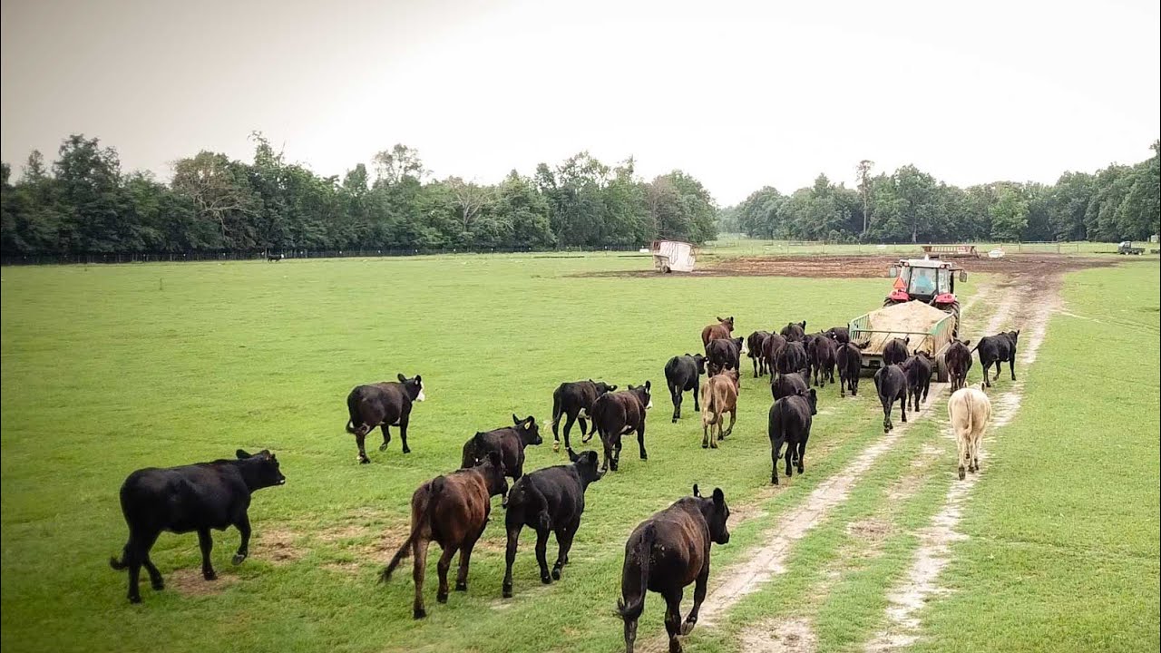 Farm Direct, Southern-Style - YouTube