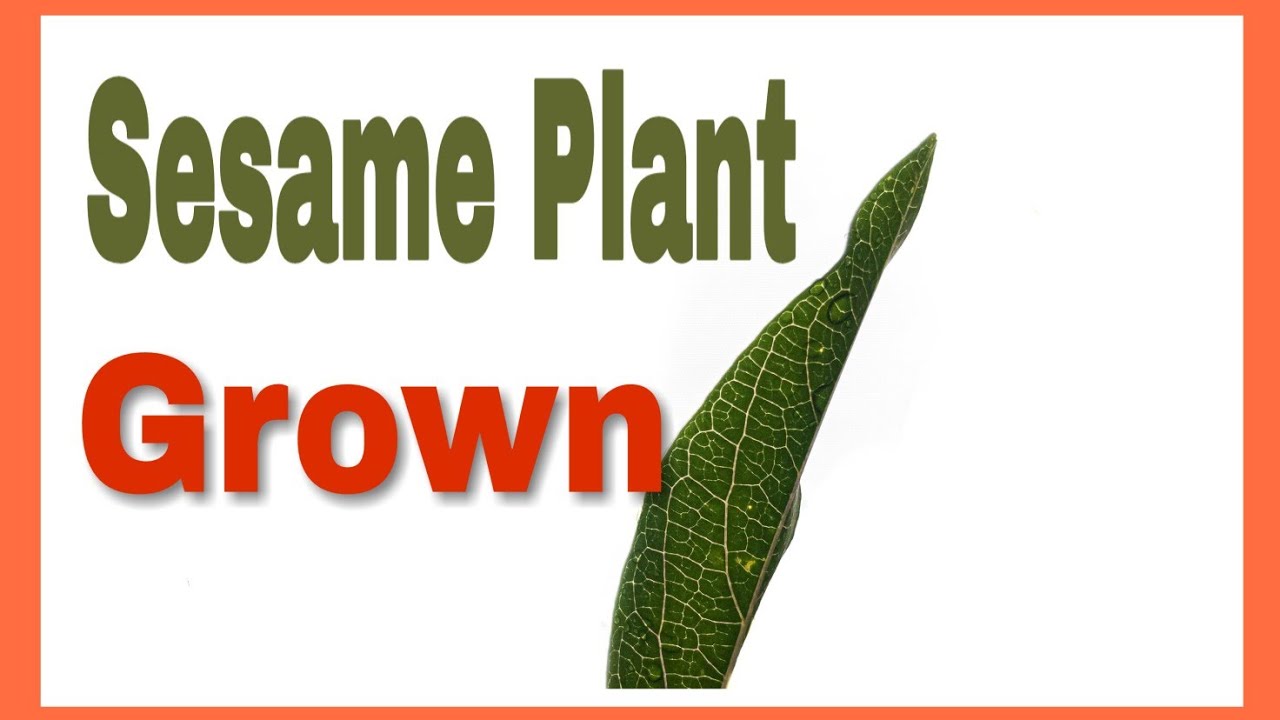 Sesame Seedlings Have Grown A Lot - YouTube