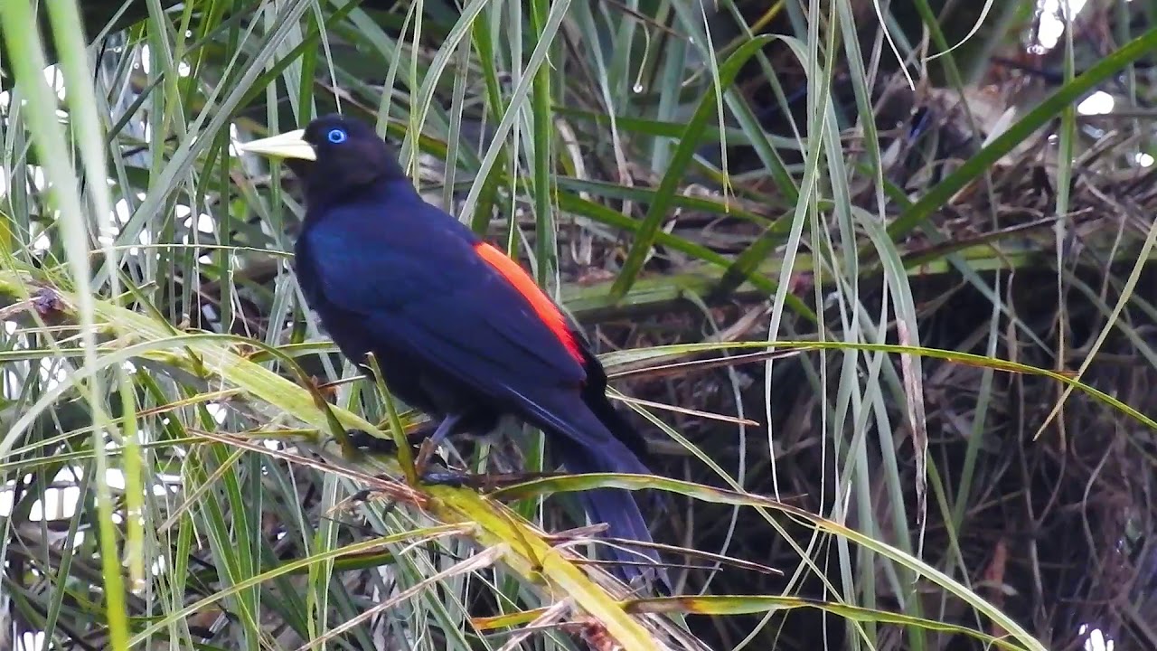 CANTO do GUAXE no ninhal (CACICUS HAEMORRHOUS), RED-RUMPED CACIQUE ...
