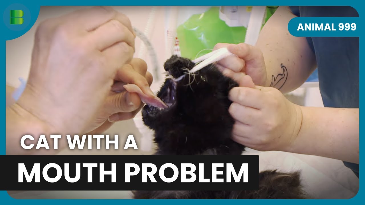 Cat's Dental Dilemma - Animal 999 - S03 EP303 - Animal Documentary ...