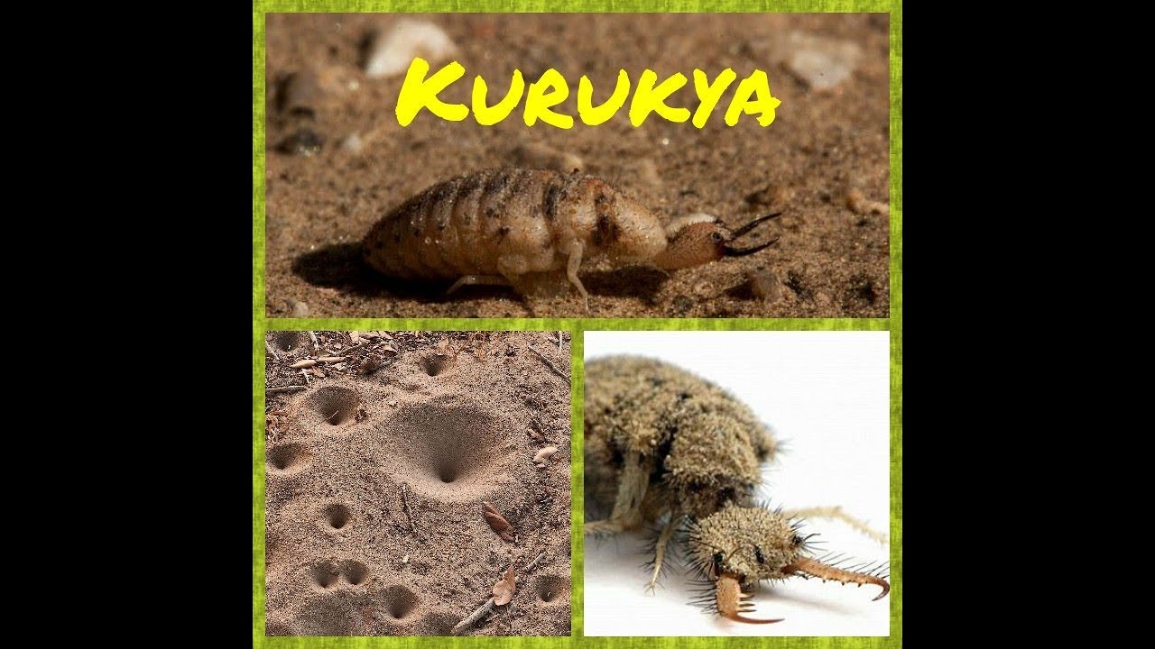 ANTLION DEATH TRAP PHILIPPINES - YouTube