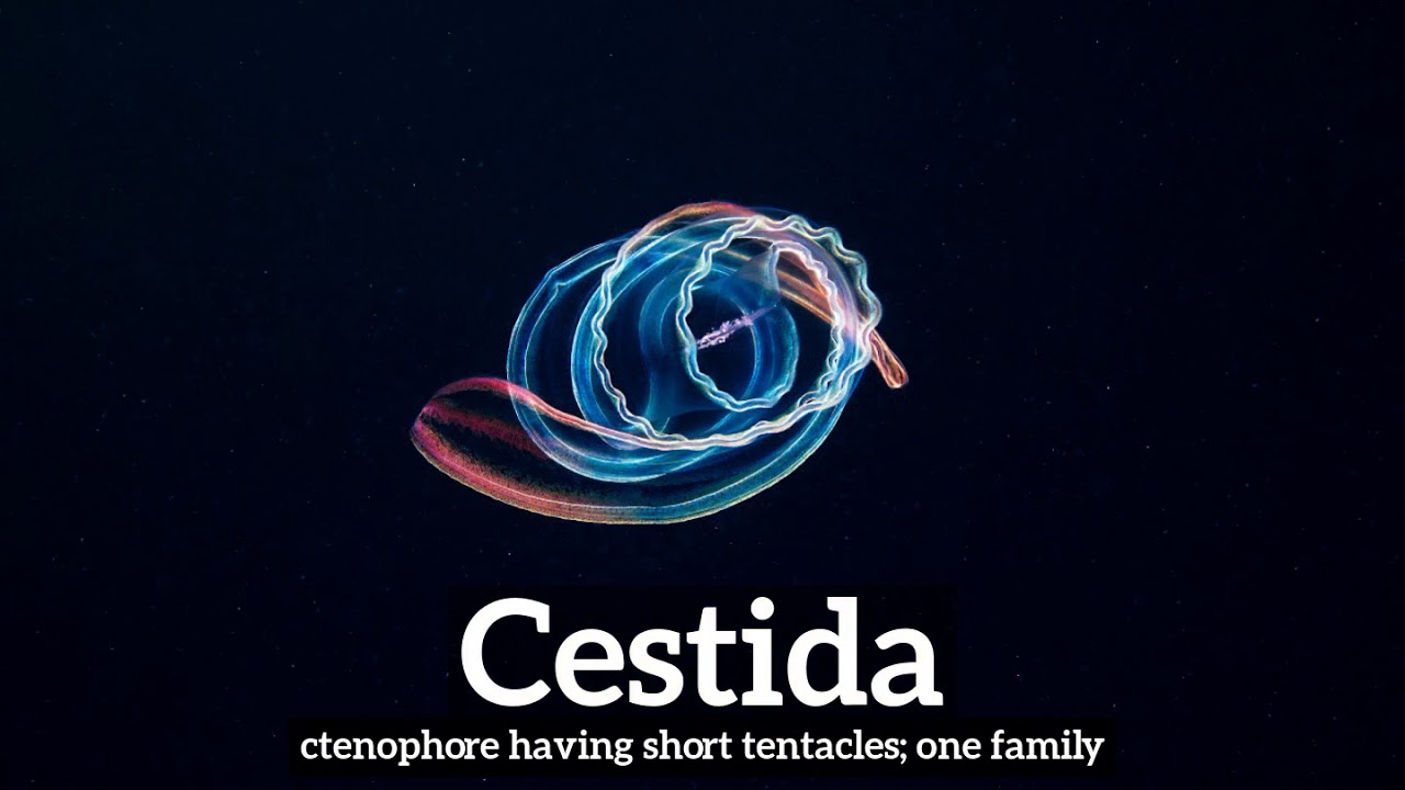 How Does Cestida Look? | How to Say Cestida in English? | What is ...