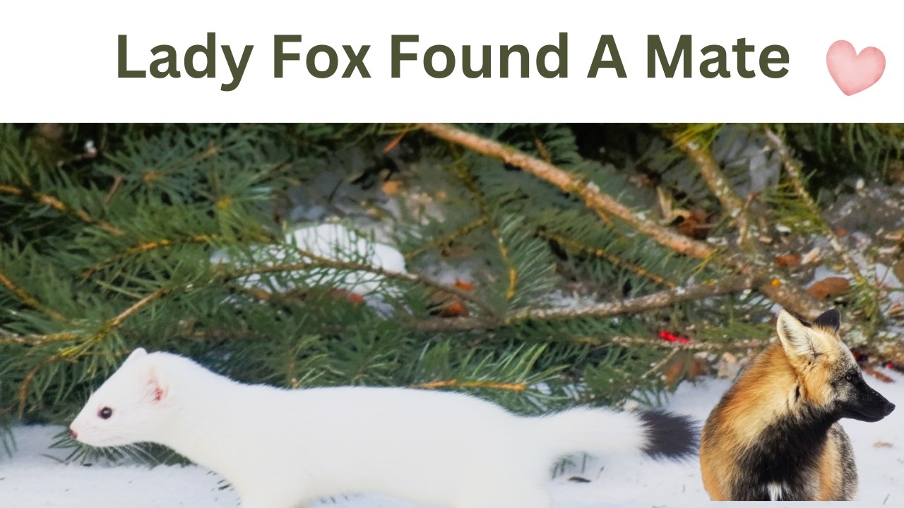 Will this Fox Duo or Weasel have babies? Wildlife Wednesday - YouTube