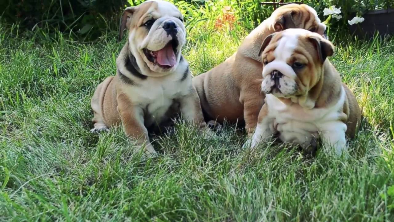 English Bulldog Puppies Playing(02.07.2016) - YouTube