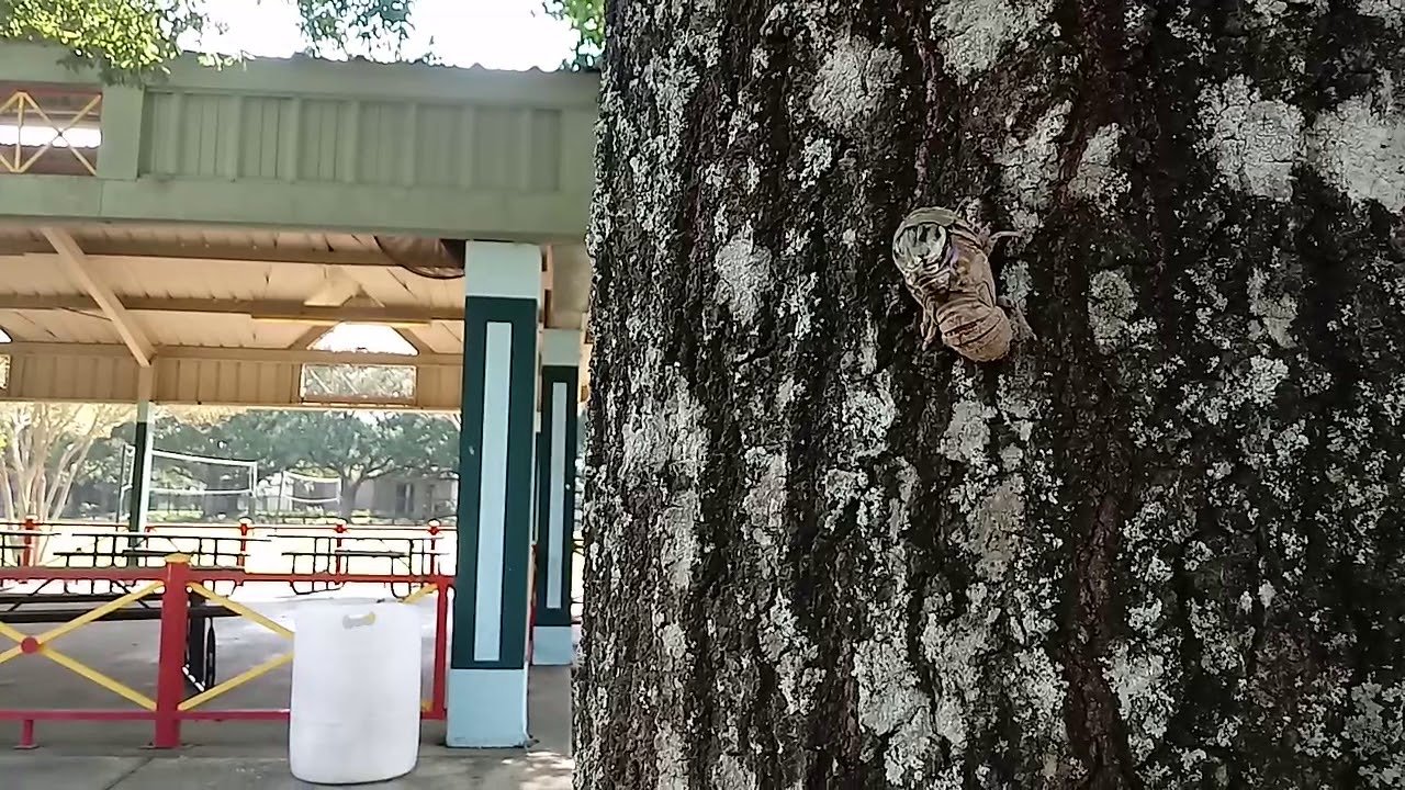 Locust shell on a tree : ) - YouTube