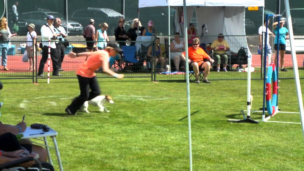AAC National Agility Championships 2015 - Jumpers 2 & Standard 2 - YouTube
