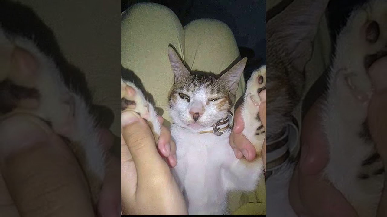 Cat type SLOWMO.. - YouTube