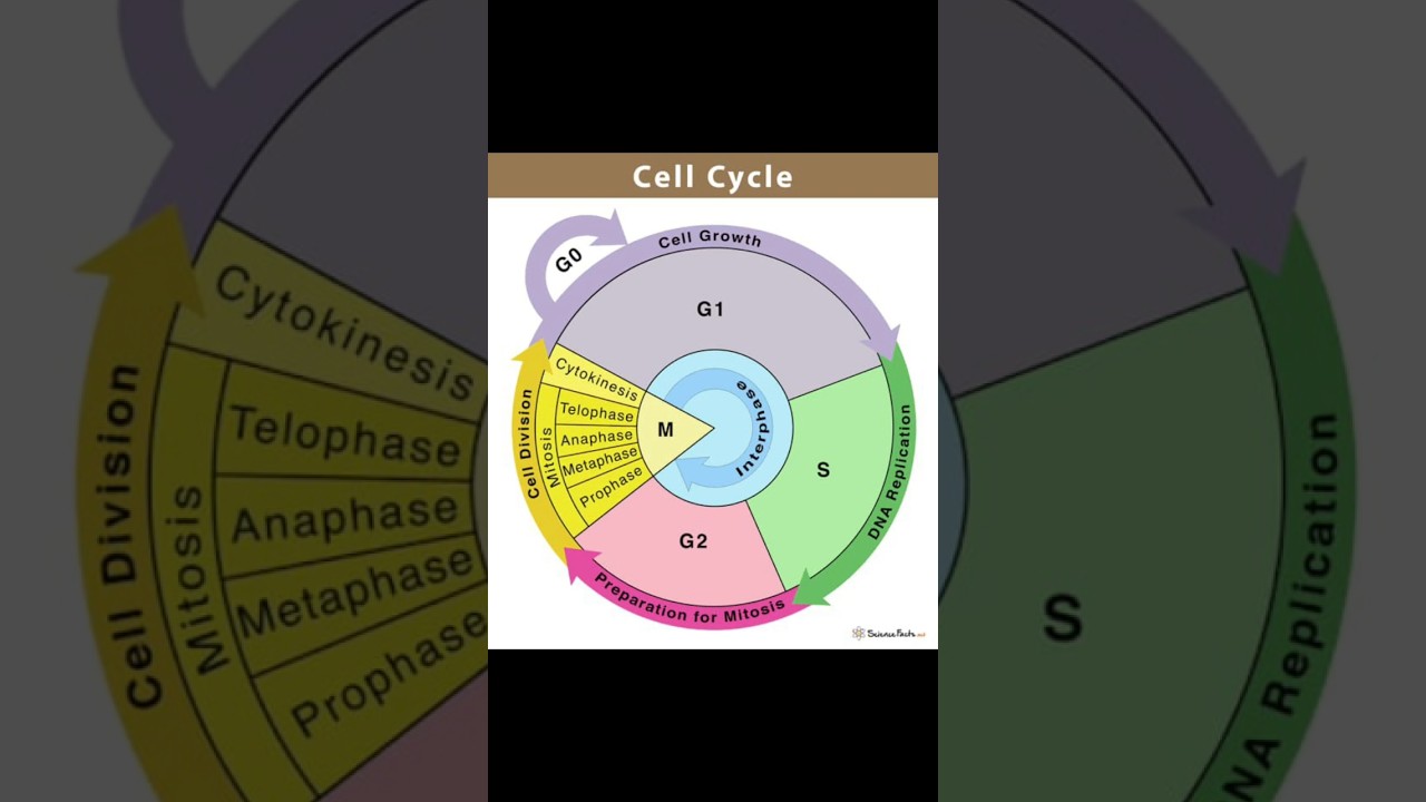 cell cycle .......# - YouTube