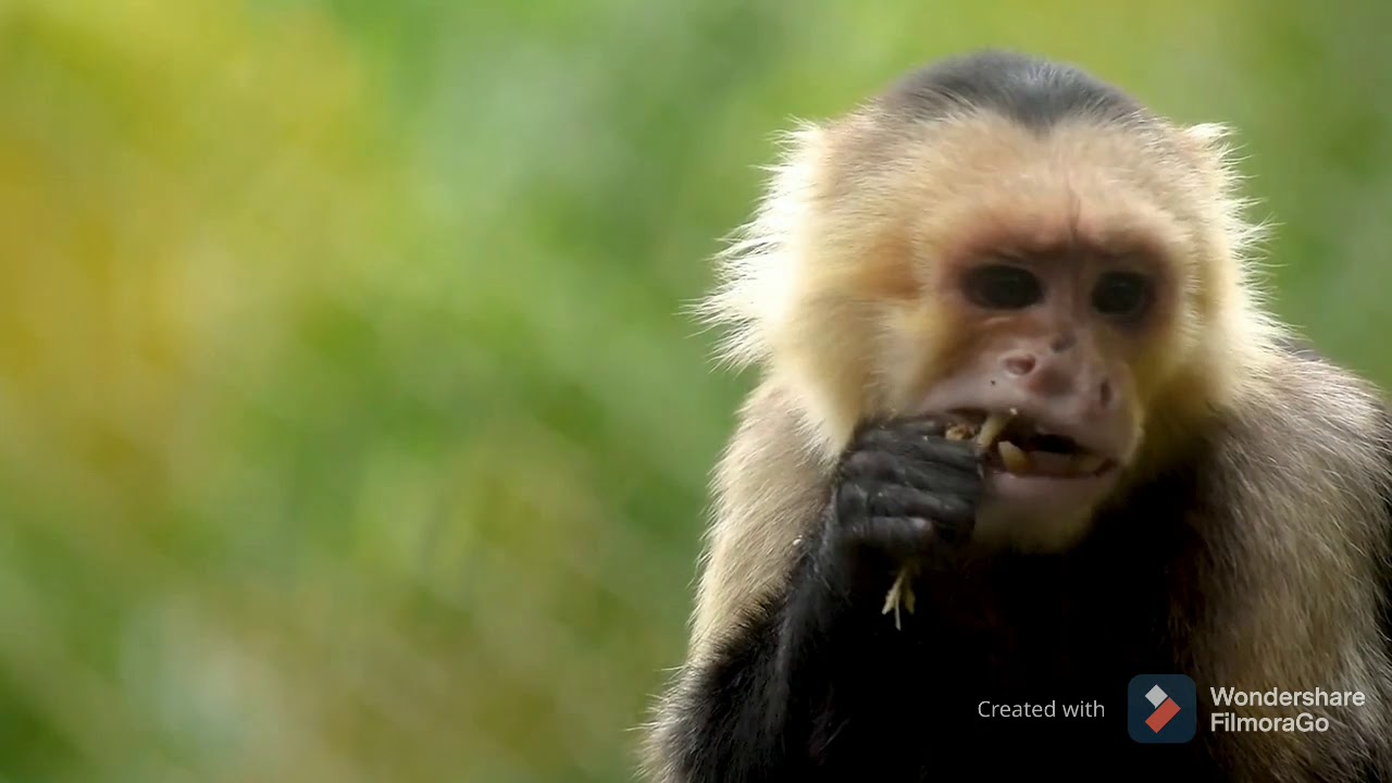 funny monky/mukesh yt mix - YouTube