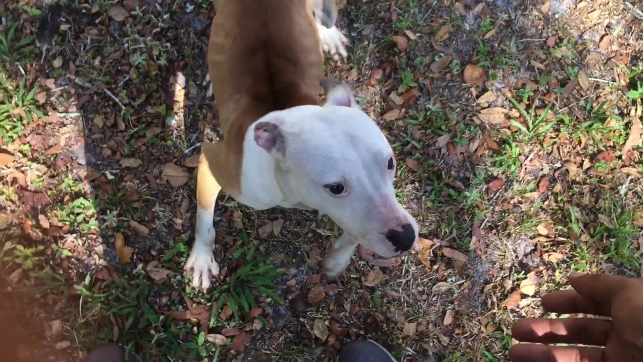 Play Time With My Pitbull | Game Dogs - YouTube