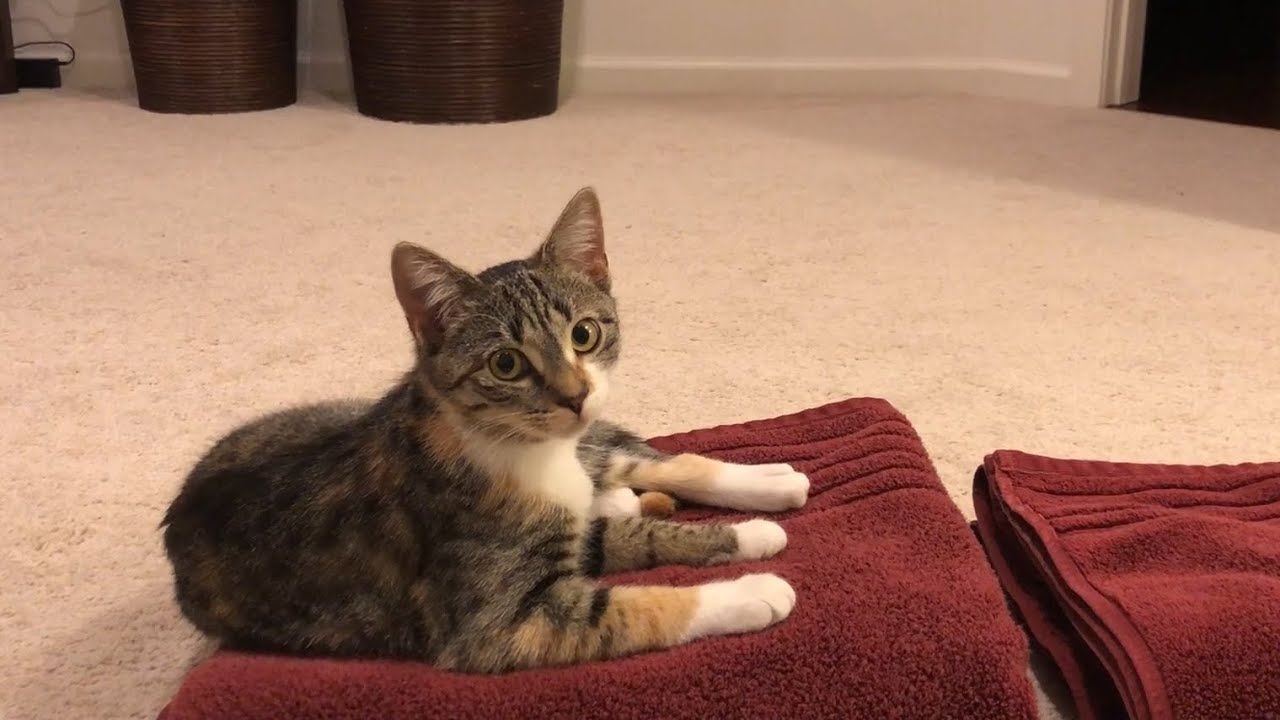 Cats and Kittens Doing Laundry - YouTube