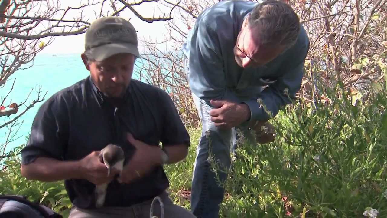 Hidden Gems: Bermuda, Complete Video - YouTube