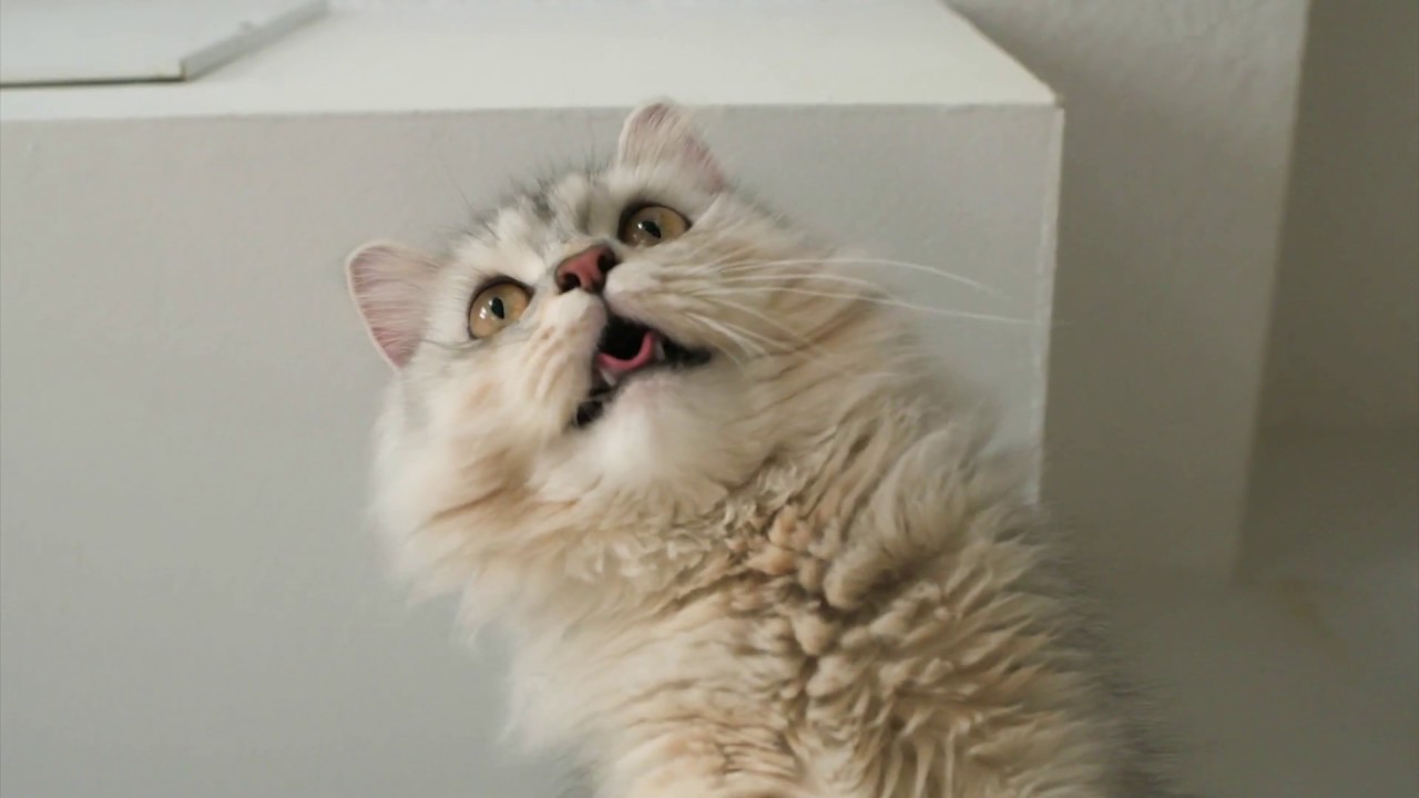 SIBERIAN CAT - Cute Fluffy Silver Kitten Asking for Treats - Eating ...