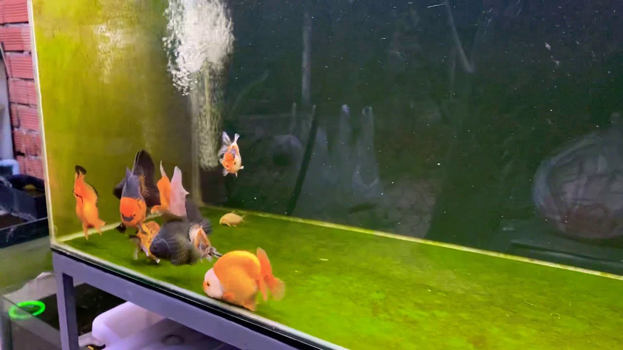 Goldfish Tank part 2 - YouTube