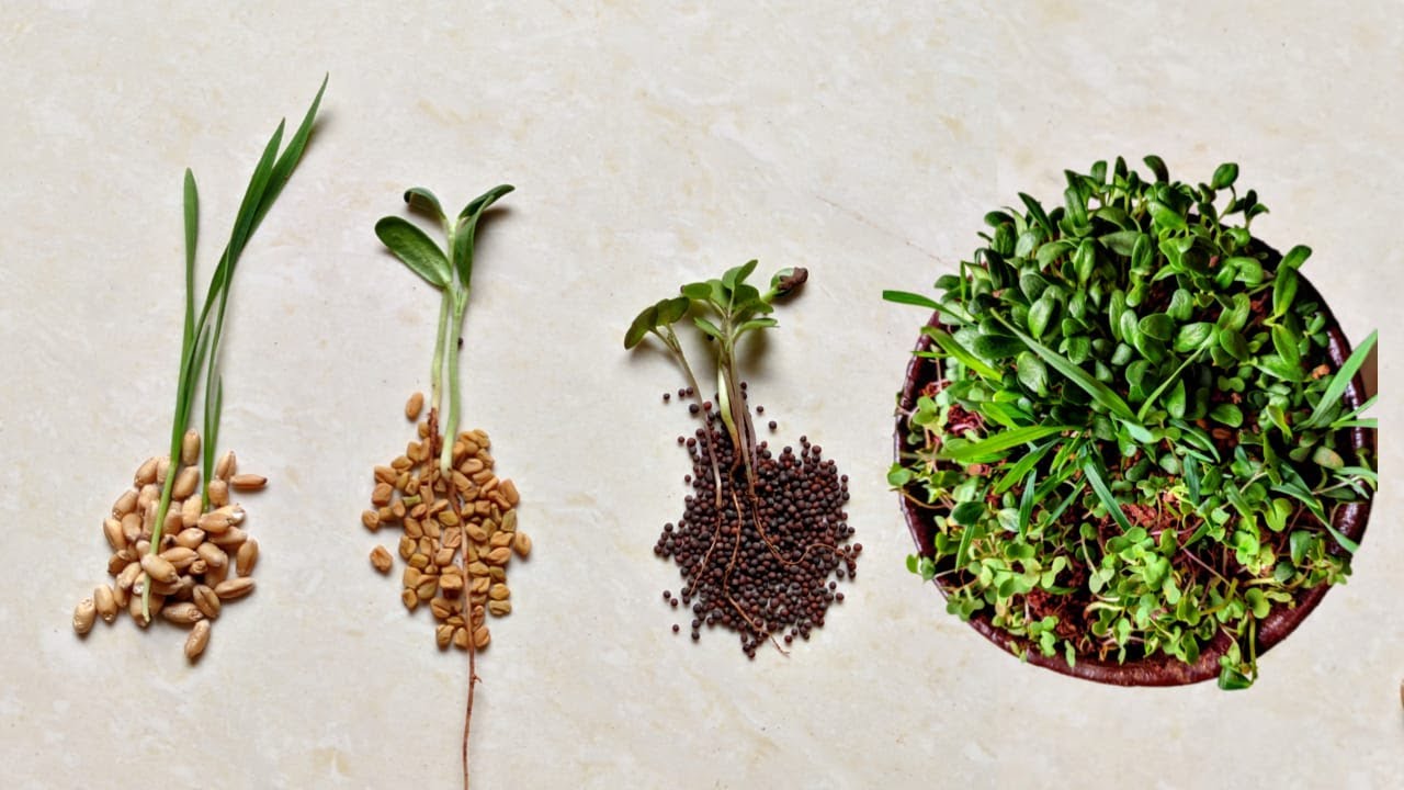 fastest Growing SEEDS / SCIENCE PROJECT / school project / KIDS - YouTube