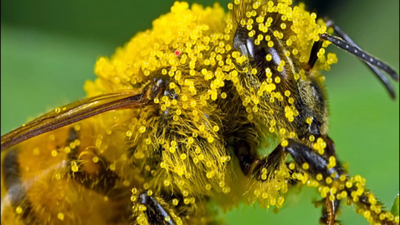 Pollination and fertilization - Grootfontein College of Agriculture ...