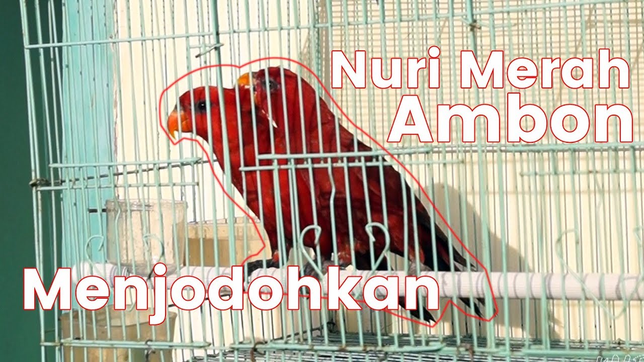 Tanda Nuri Merah Berjodoh | Breeding Red Lory - YouTube