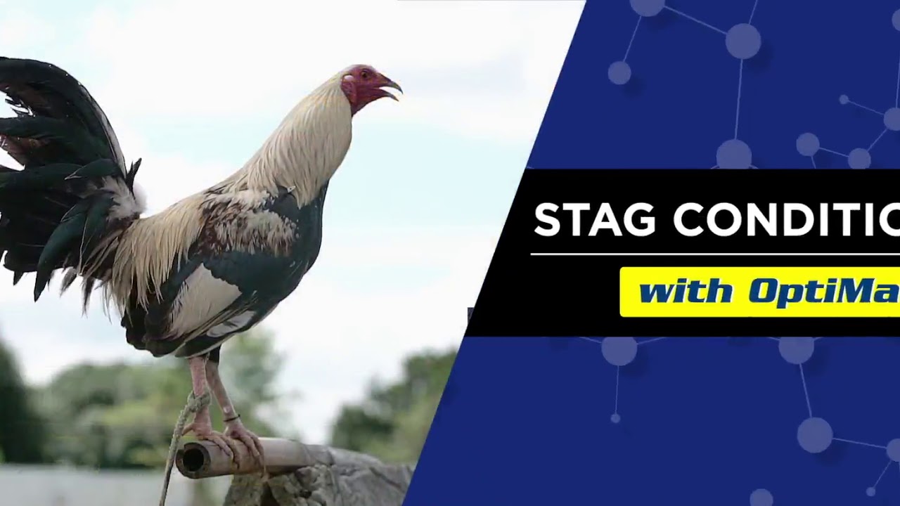 Salto Power Pellet and Stag Conditioner AVP - YouTube