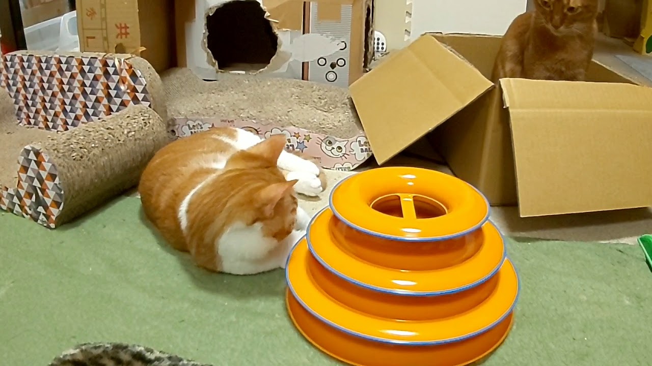 寝ながらでも遊びたいみい太、あびちゃんも見てるよ♪タワーオブトラックス20190419 猫 マンチカン アビシニアン cat ...