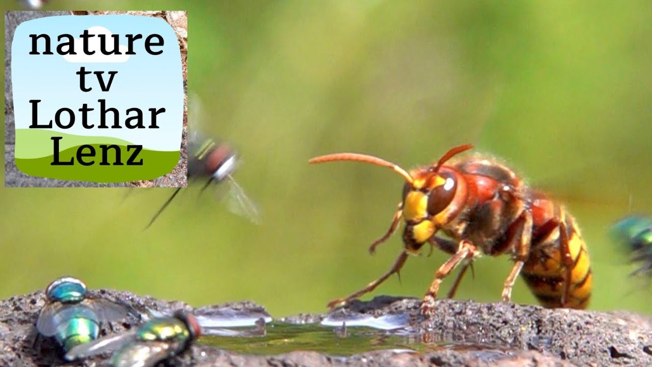Flying acrobats: Hornet, Wasp, Carrion Flies and Bee. Slomo 250 + 500 ...