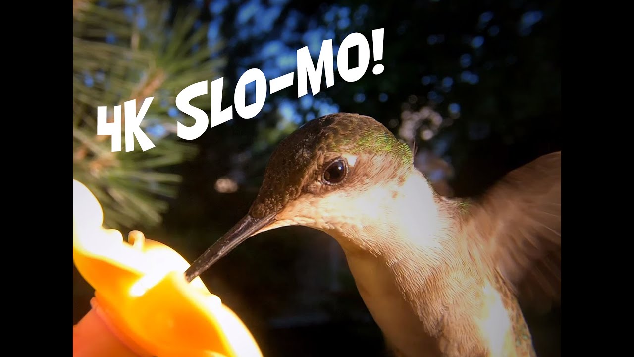 4K Hummingbird Side View - YouTube