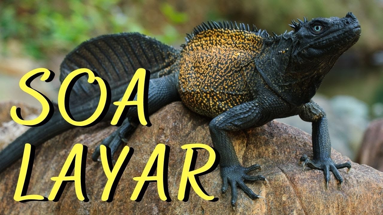 MENGENAL SOA LAYAR - SHORT VIDEO - YouTube