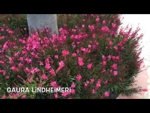 Gaura lindheimeri Pink Fountain. Garden Center online Costa Brava - Girona.