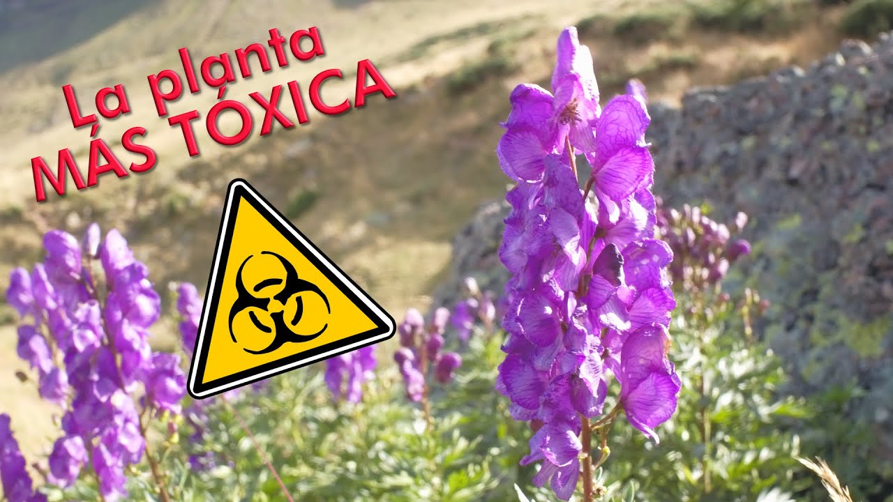 El acónito. La planta MAS TÓXICA de Europa. (Aconitum napellus ...