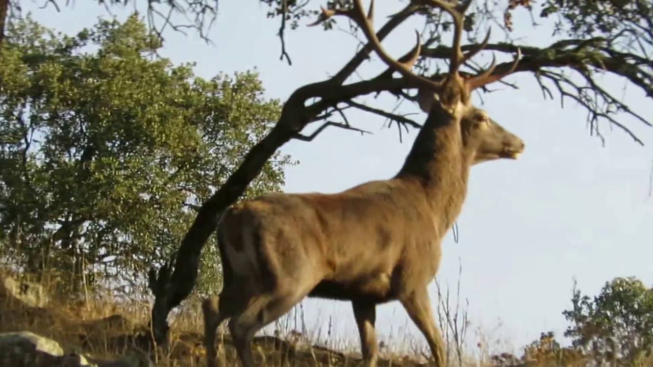 Venado medalla, cazado fotográficamente en la sierra de Cardéña-Montoro ...