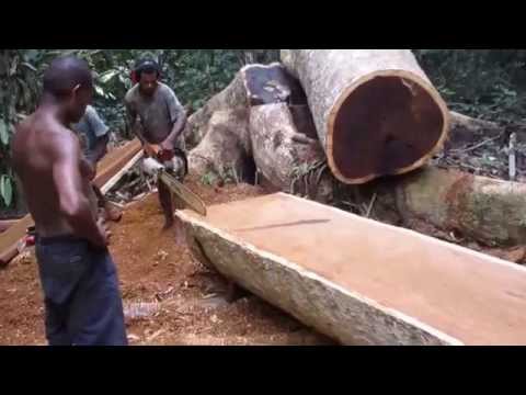 Kwila Harvesting - YouTube