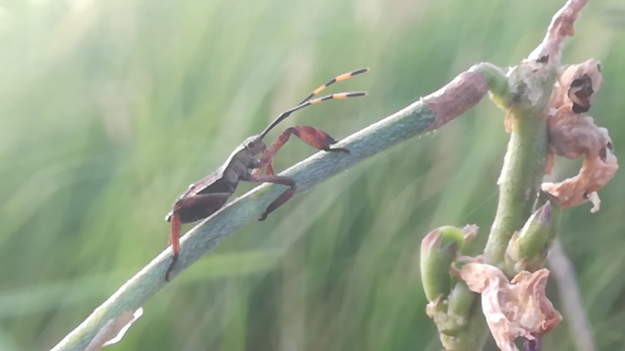 Jungle Insect Sri lanka - YouTube