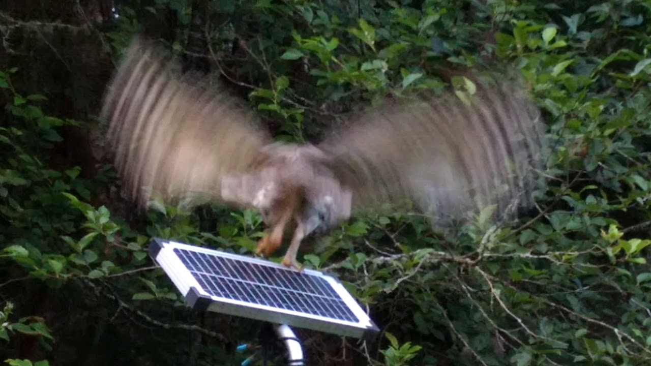 Owl catches mouse. - YouTube