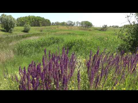 Don steppe flowers, beautiful landscape .. Донская степь, цветы и красивый пейзаж