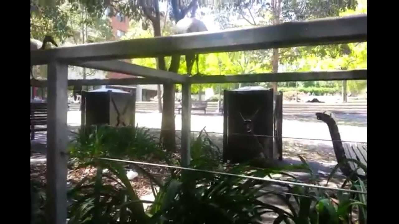FUNNY australian white ibis - YouTube