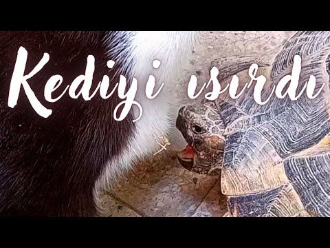 Kedi ısıran kaplumbağa
