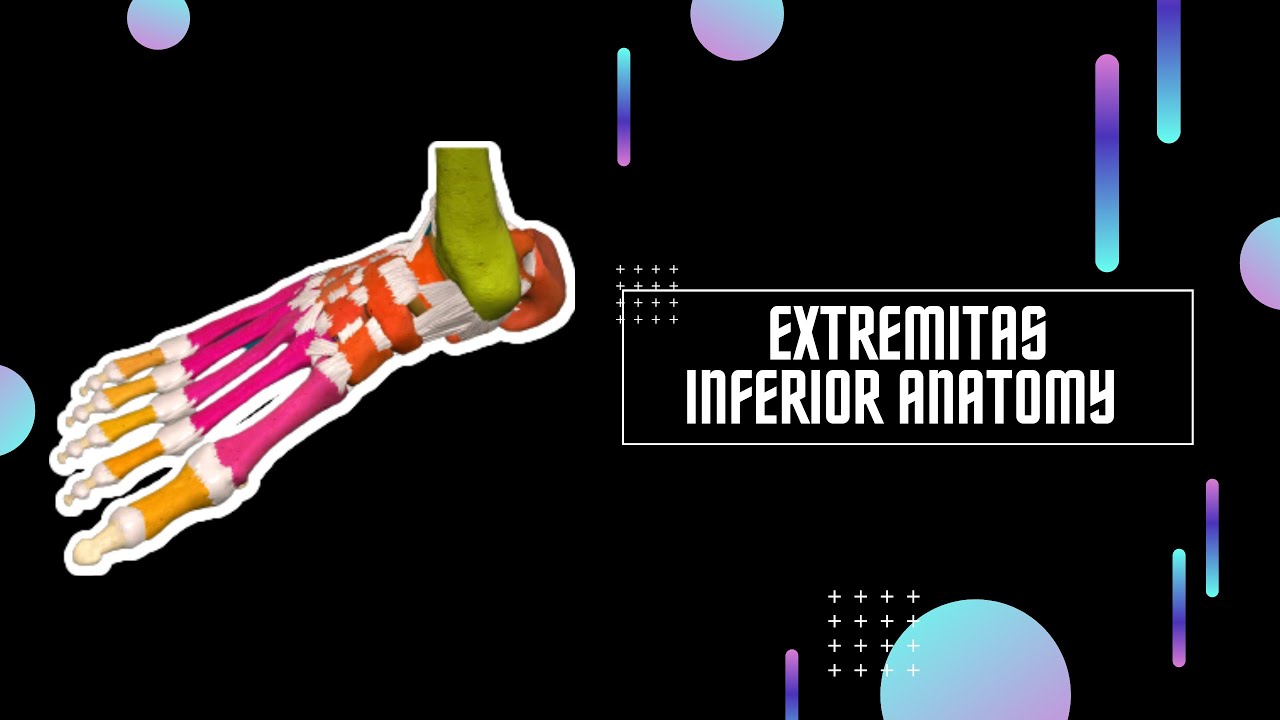 EXTREMITAS INFERIOR ANATOMY AND PHYSIOLOGY | ANATOMI FISIOLOGI TULANMG ...