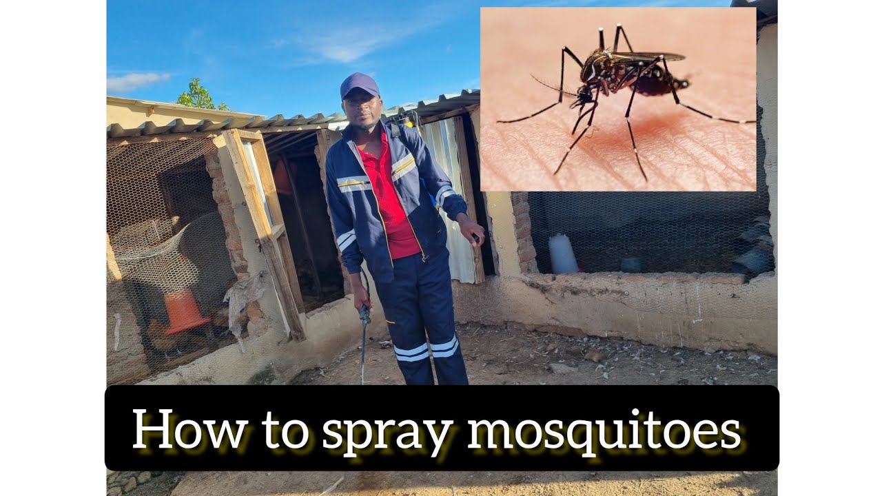 How to deal with mosquitoes and aphids(nhata) in poultry farming # ...
