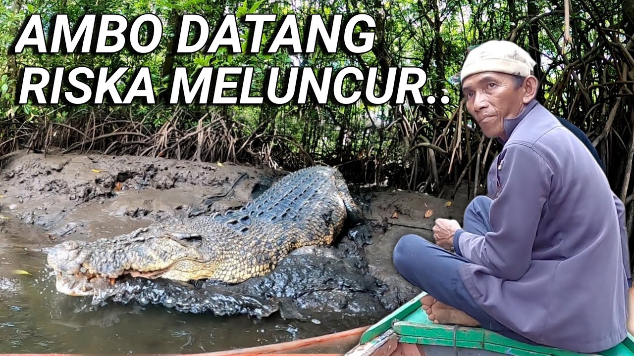 BUAYA RISKA LANGSUNG MELUNCUR DARI SARANG,MELIHAT BAPAKNYA AMBO DATANG ...