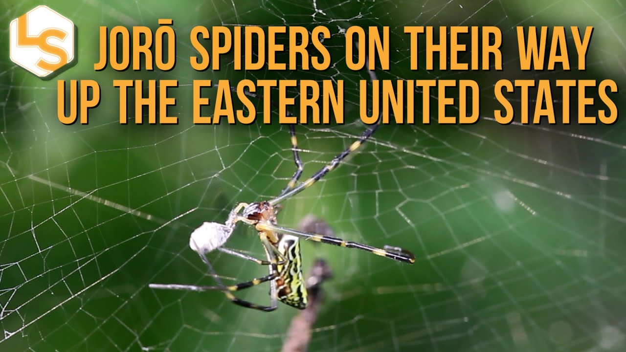 Jorō Spiders On Their Way Up The Eastern United States - YouTube