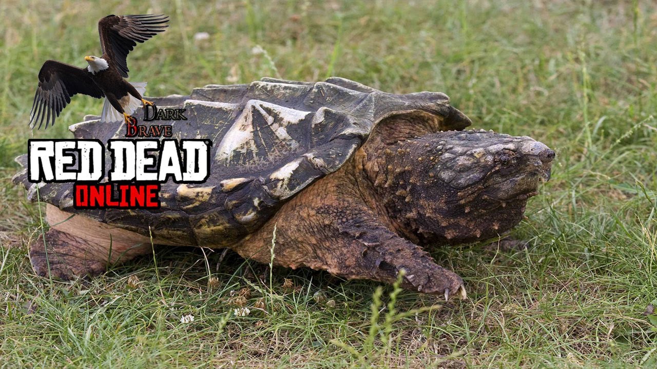 RDR 2 Online Turtles Location (Turtles skinned) - YouTube