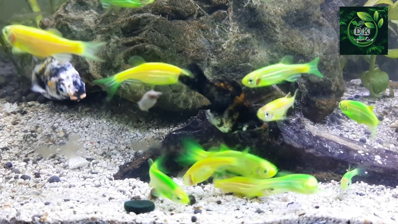 NEON GREEN DANIO | My fishes love spirulina tablet | Feeding Frenzy ...