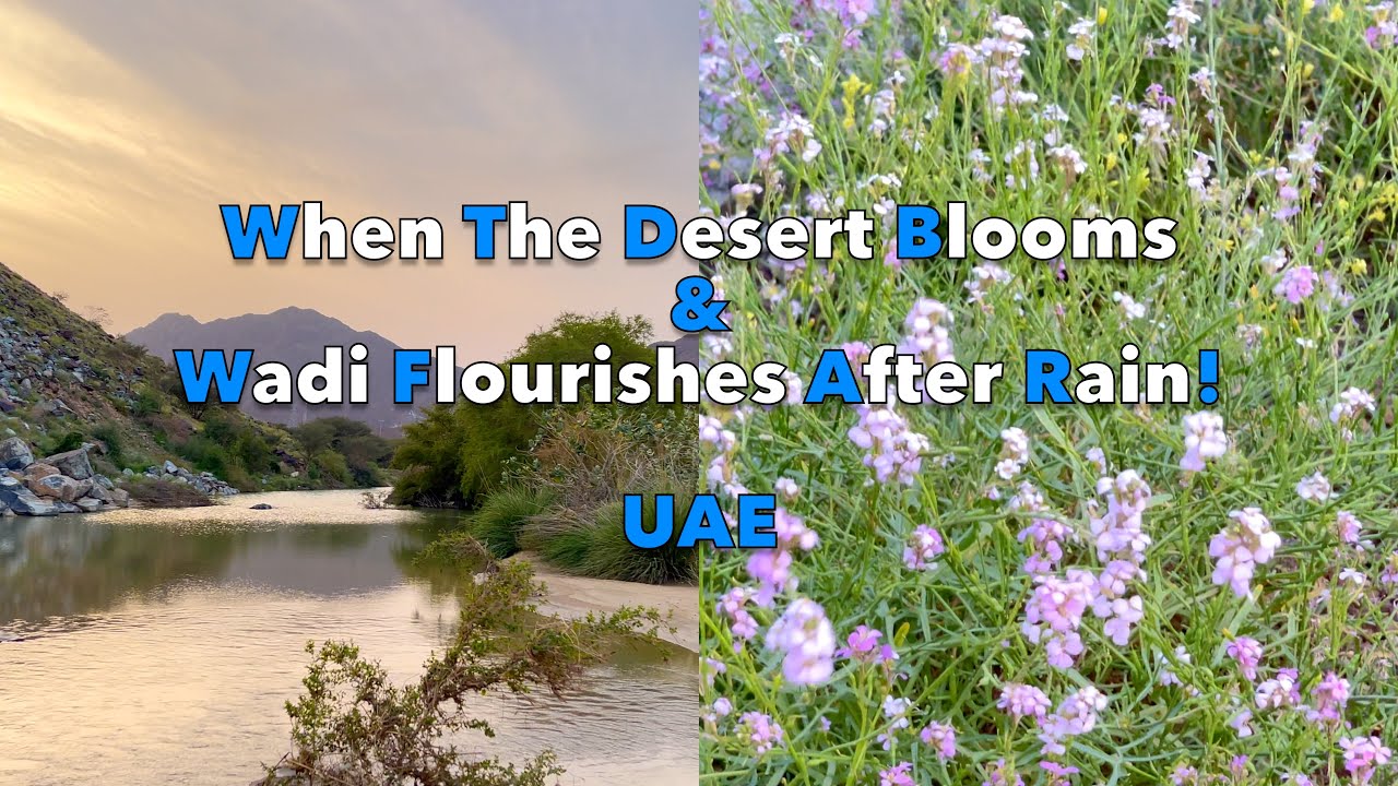 When The Desert Blooms And Wadi Flourishes After Rain in UAE - YouTube
