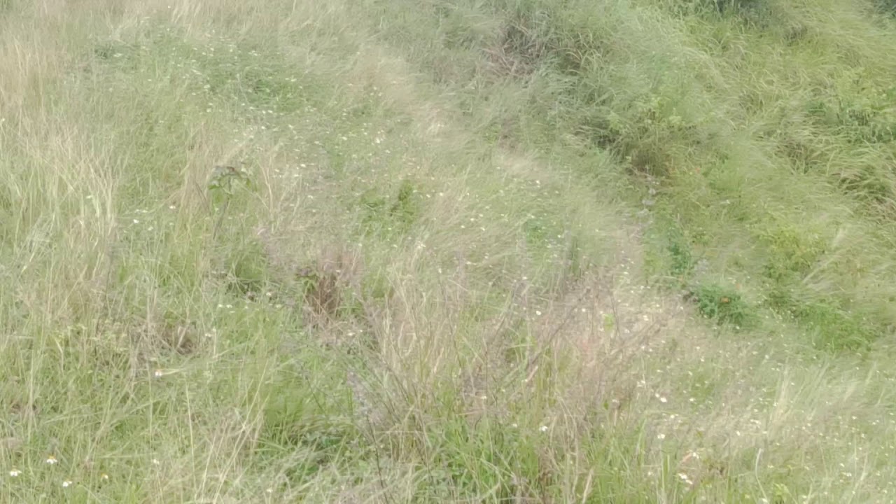 Beautiful views of upland areas in our places... - YouTube